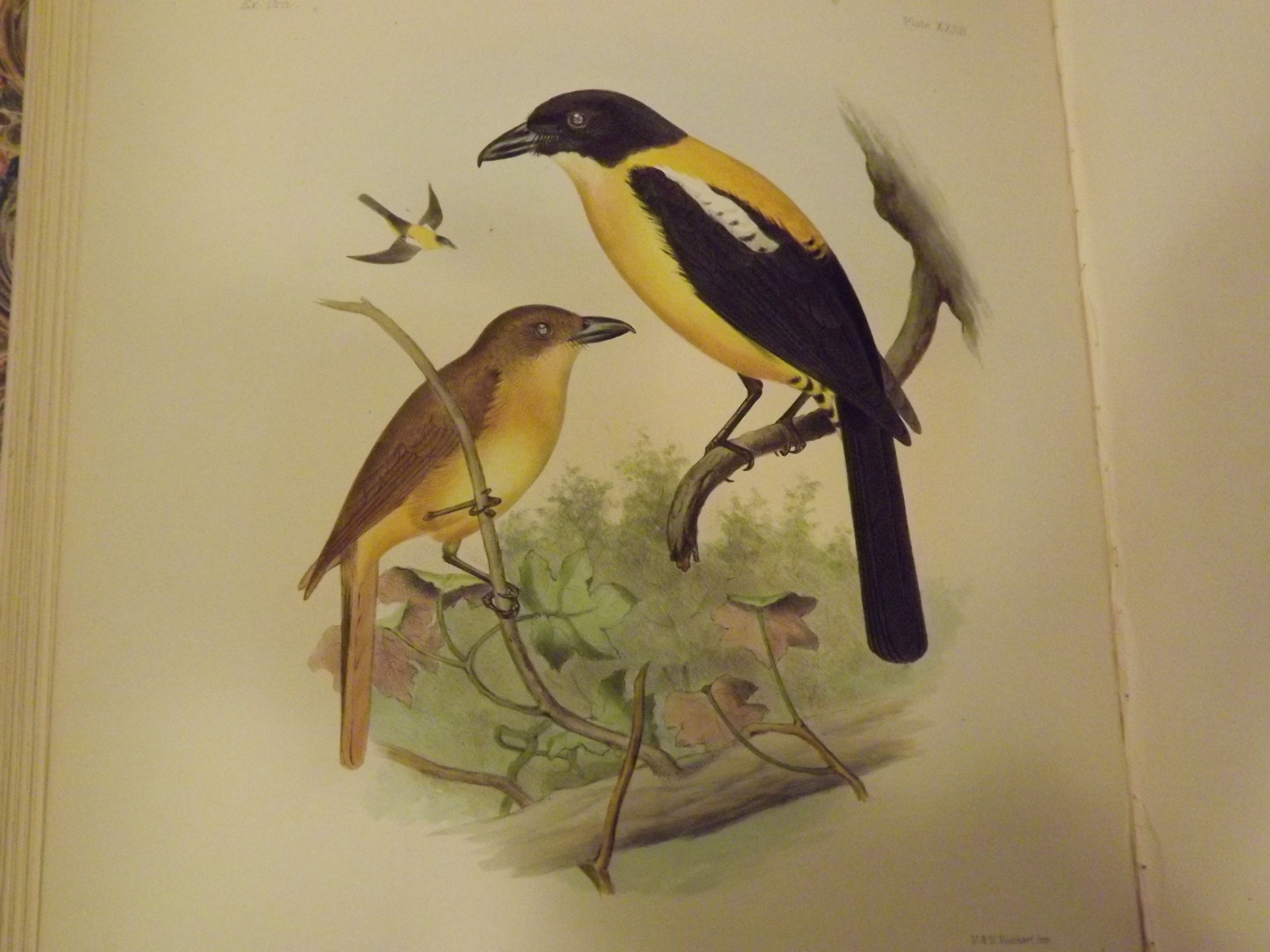 Exotic Ornithology… by Sclater, Philip Lutley; & Slavin, Osbert | 1866 ...