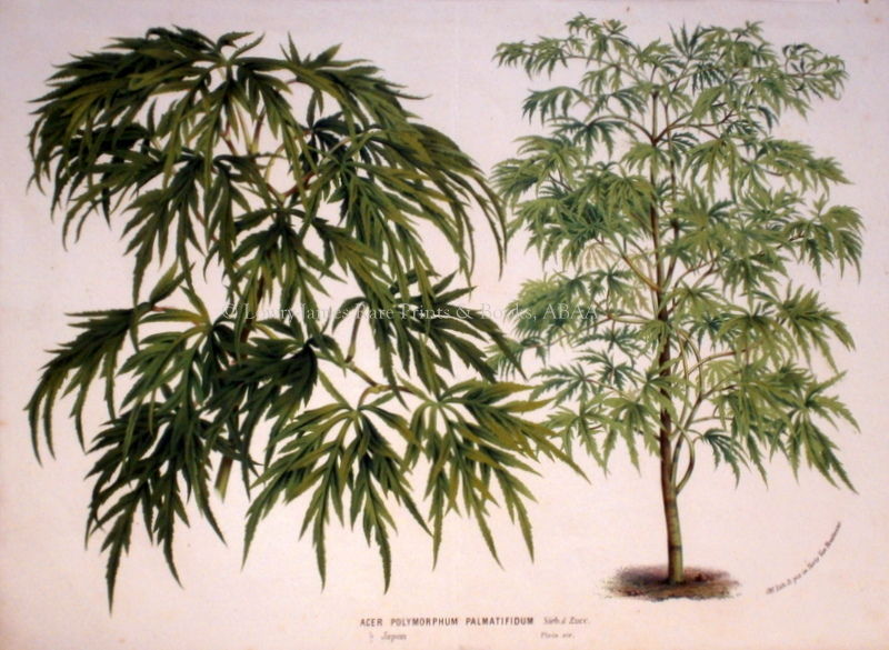 Acer Polymorphum Palmatifidum by Van Houtte, Louis. Lemaire, Charles ...