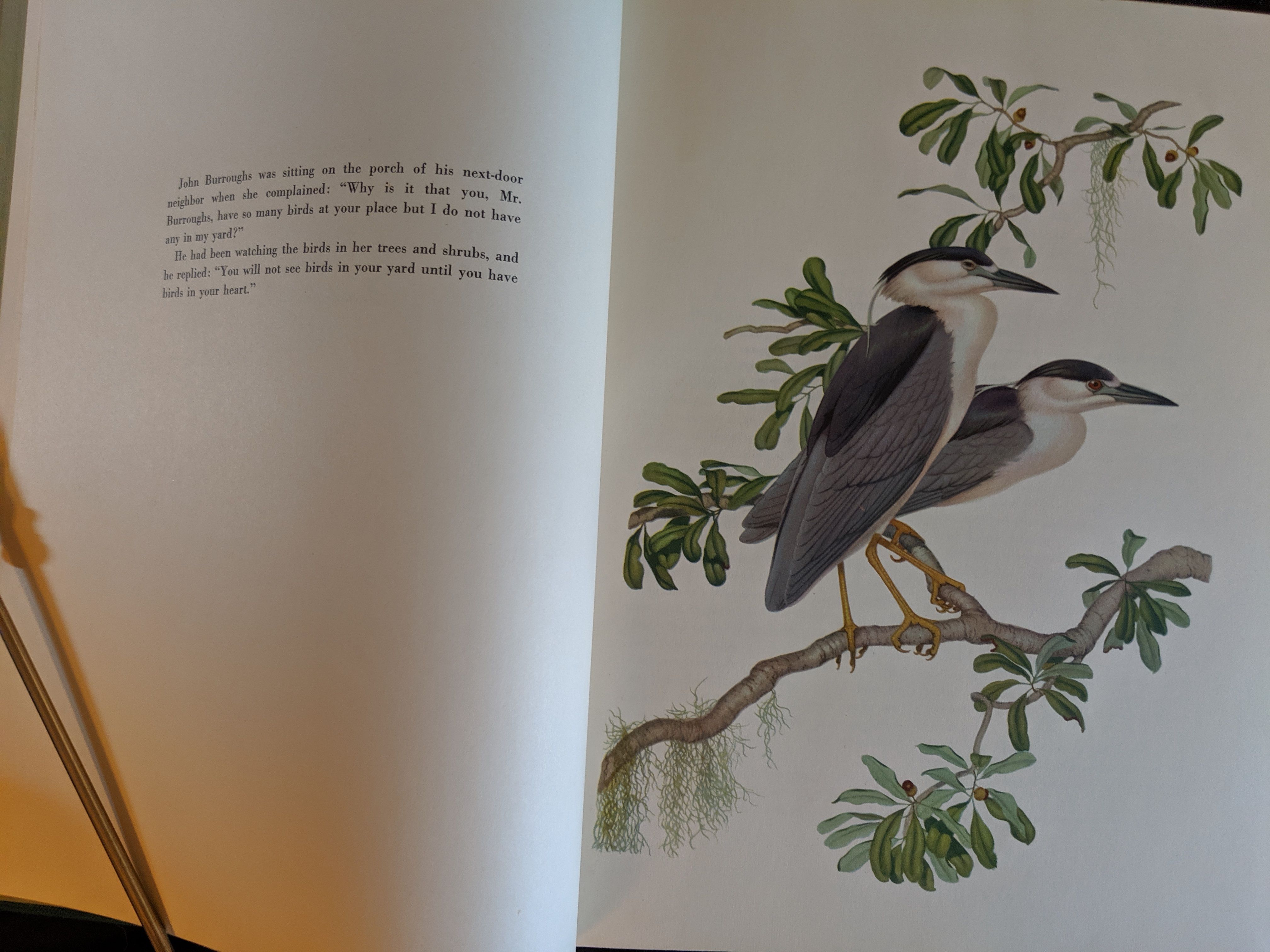 MENABONI'S BIRDS BOOK AND PLATE SET IN SEPARATE BOOKLET OF 31 PLATES ...