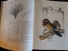 MENABONI'S BIRDS BOOK AND PLATE SET IN SEPARATE BOOKLET OF 31 PLATES ...