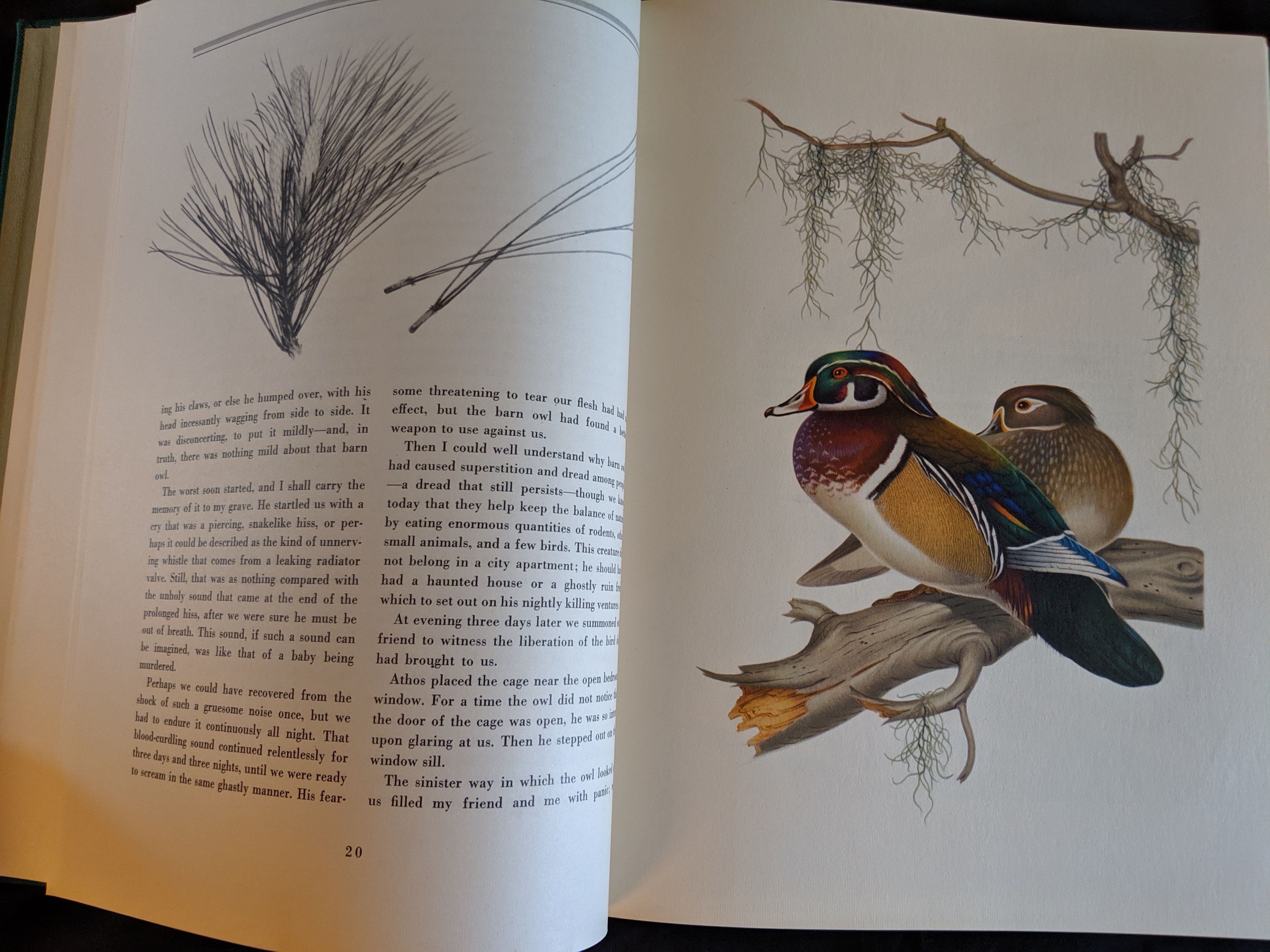 MENABONI'S BIRDS BOOK AND PLATE SET IN SEPARATE BOOKLET OF 31 PLATES ...