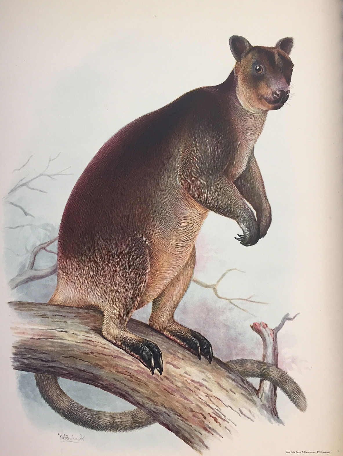 Tree Kangaroo Drawing