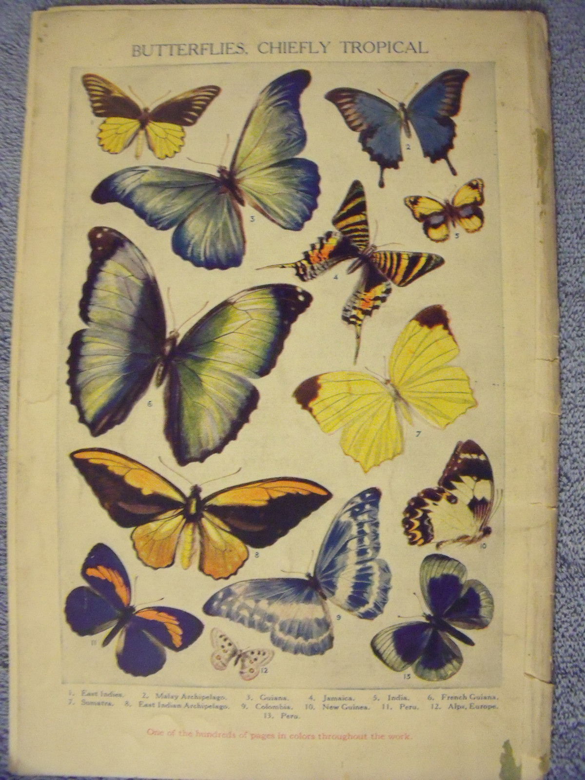 The Book of Knowledge: The Children's Encyclopedia by Thompson, Holland ...