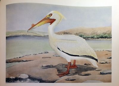 Birds and Trees of North America. by BRASHER, Rex (1869-1960 ...