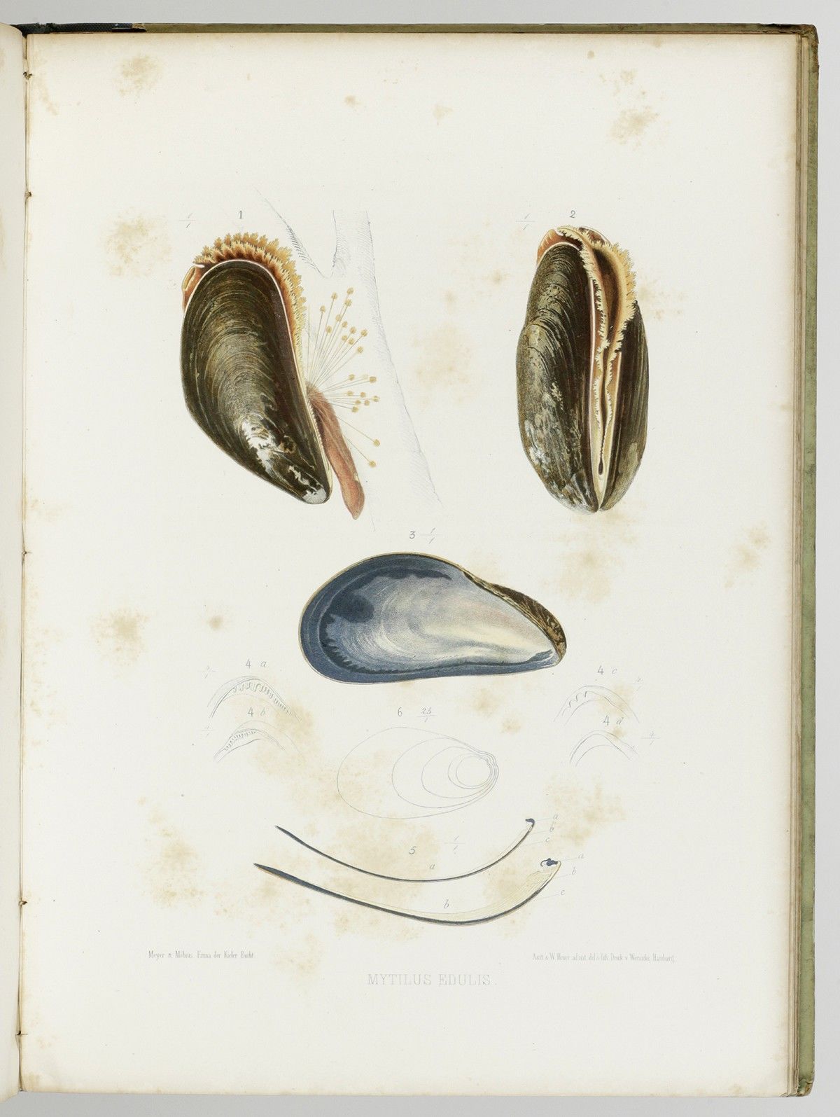 Fauna der Kieler Bucht. Erster Band: Die Hinterkiemer oder ...