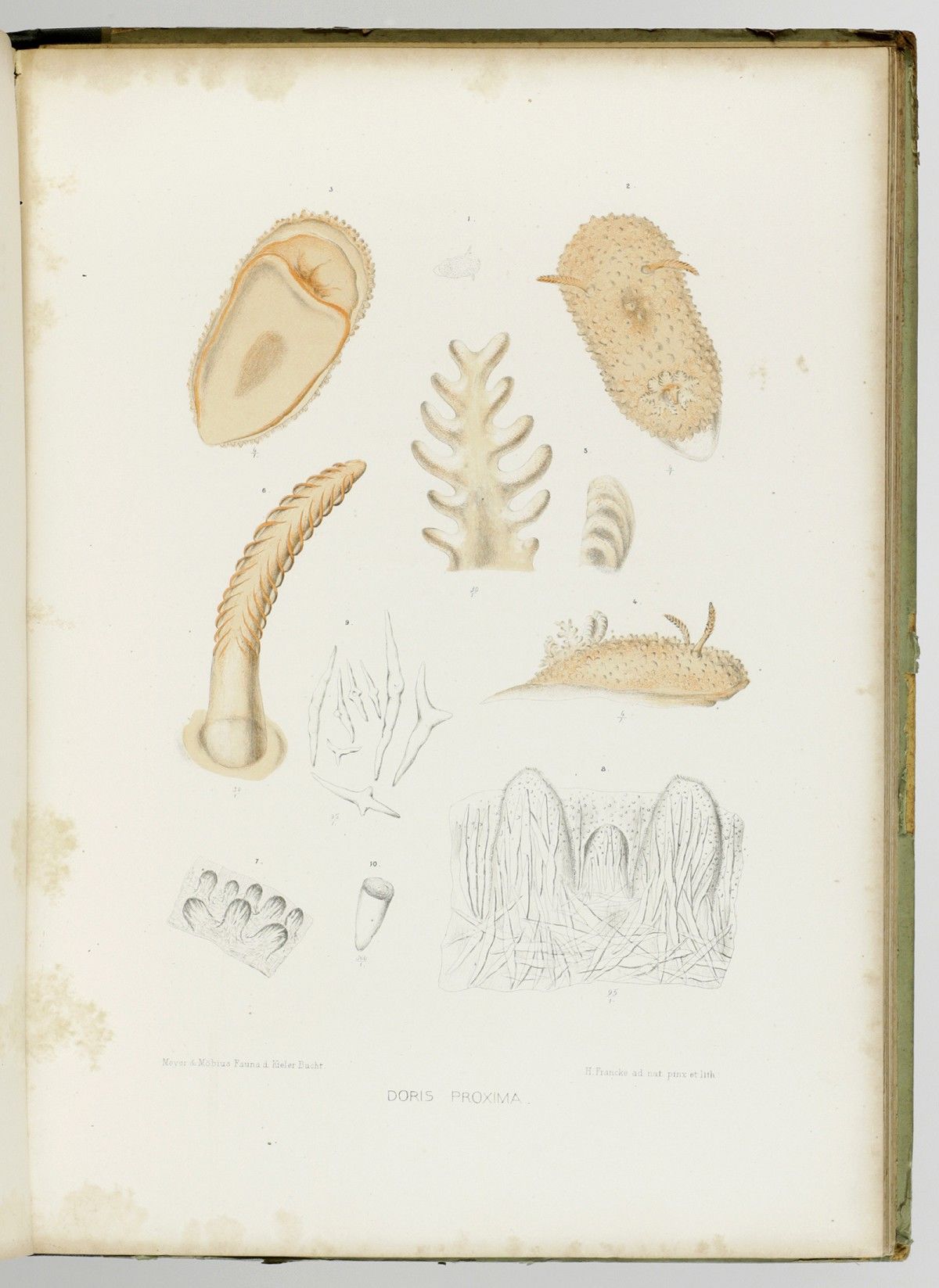 Fauna der Kieler Bucht. Erster Band: Die Hinterkiemer oder ...