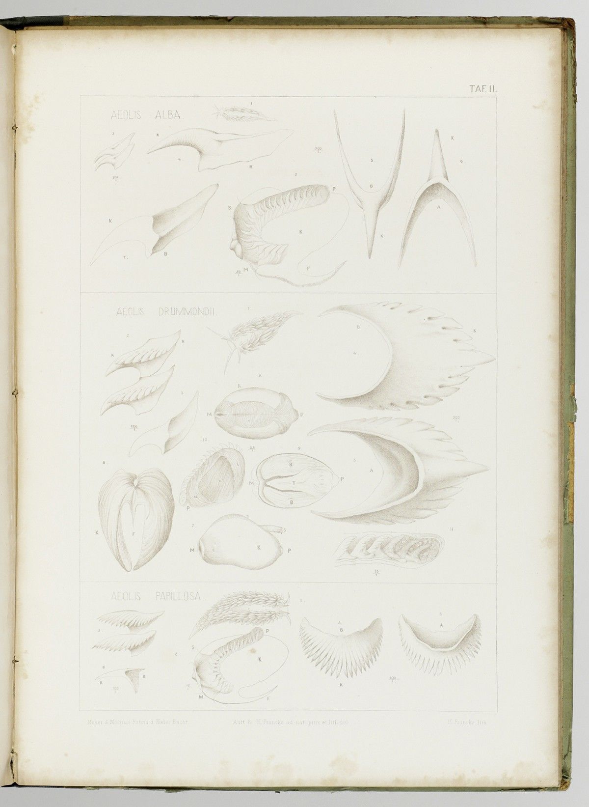 Fauna der Kieler Bucht. Erster Band: Die Hinterkiemer oder ...