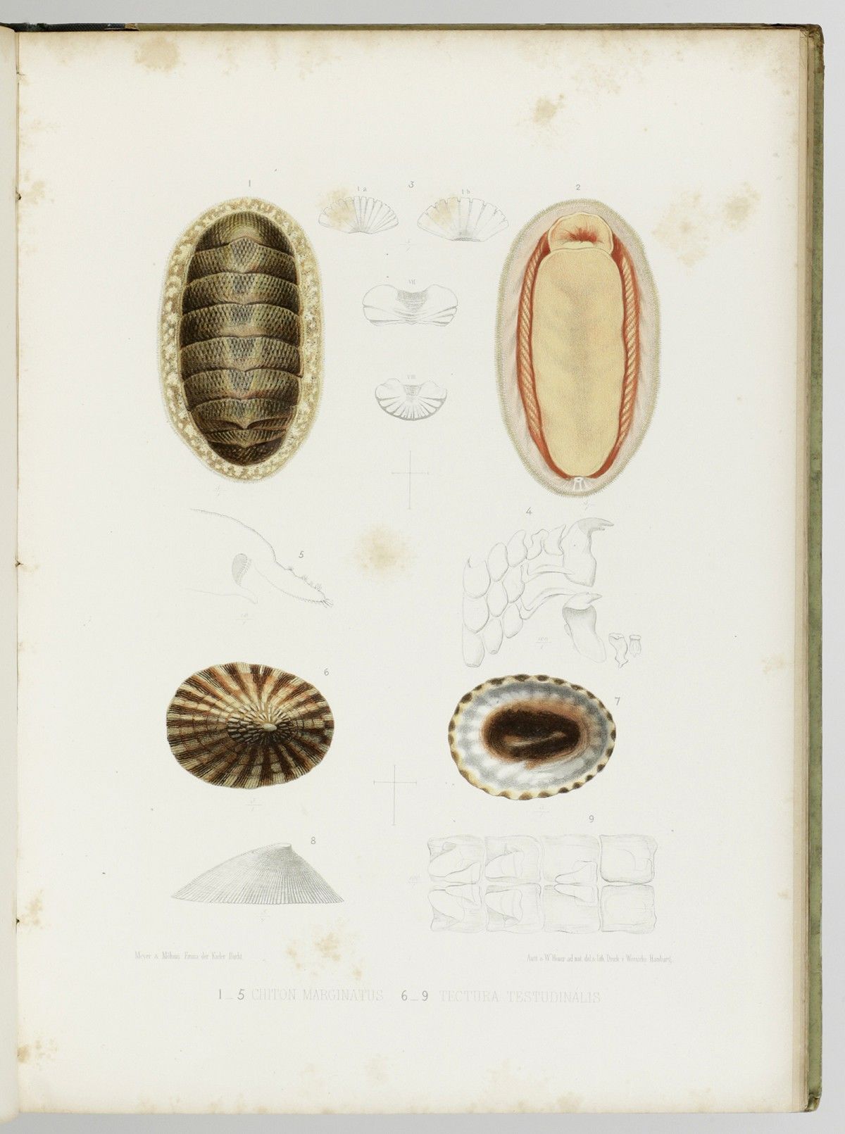 Fauna der Kieler Bucht. Erster Band: Die Hinterkiemer oder ...