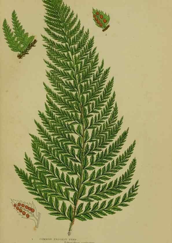 Reproducción/Reproduction 8518454907: The flowering plants, grasses ...