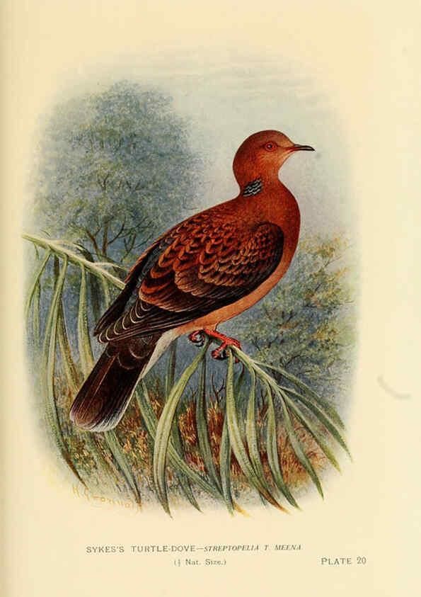 Reproducción/Reproduction 6197377685: Indian pigeons and doves London ...