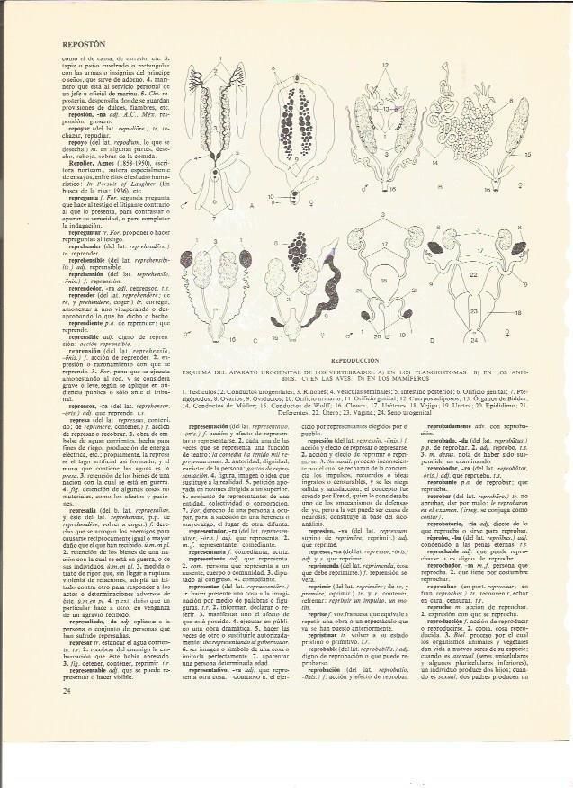 LAMINA V00626: Esquema del aparato reproductor urogenital by VVAA ...