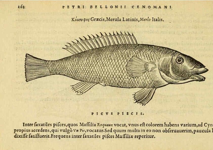 Reproducción/Reproduction 6418713665: Petri Bellonii Cenomani De ...
