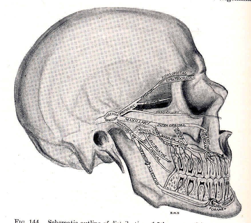 BIBLIO | Dental anatomy : a graphic presentation of tooth forms with an ...