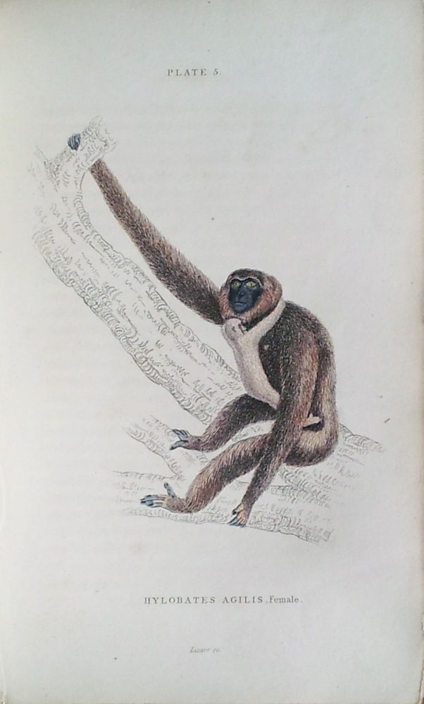 BIBLIO | The natural history of monkeys by Jardine, Sir W | Publisher's ...