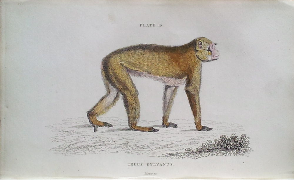 BIBLIO | The natural history of monkeys by Jardine, Sir W | Publisher's ...