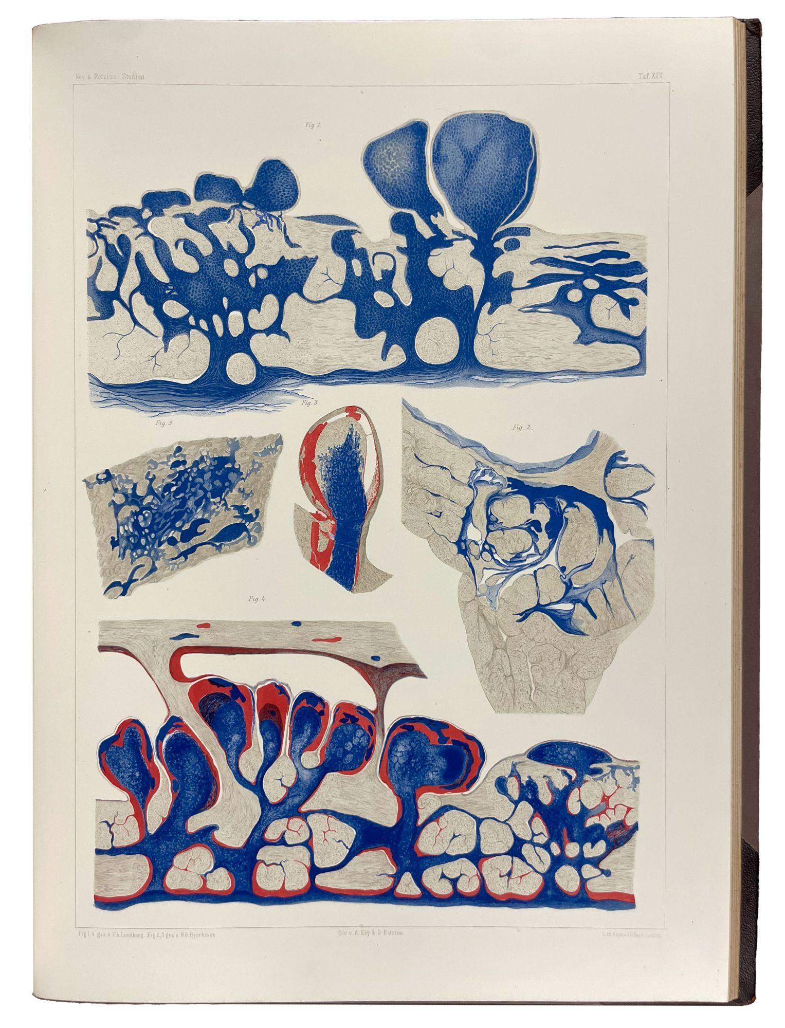 Studien in der Anatomie des Nervensystems und des Bindegewebes by KEY ...