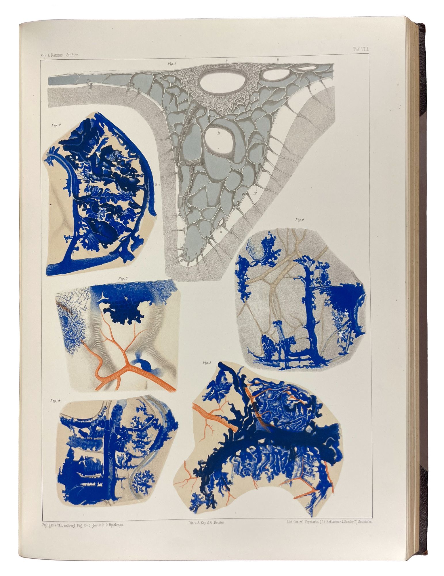 Studien in der Anatomie des Nervensystems und des Bindegewebes by KEY ...