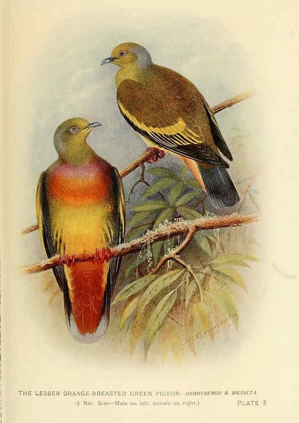 Reproducción/Reproduction 6197894292: Indian pigeons and doves London ...