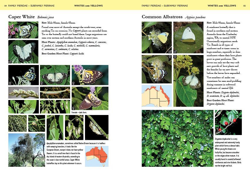 A Field Guide to Butterflies of Australia: Their Life Histories and ...
