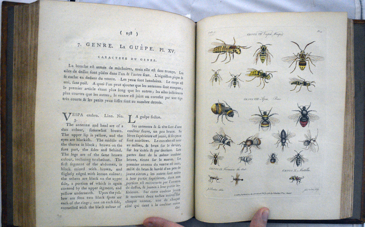 The Genera Insectorum of Linnaeus exemplified by Various Specimens of ...
