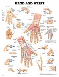 BIBLIO | Hand and Wrist Anatomical Chart by Prepared by Anatomical ...