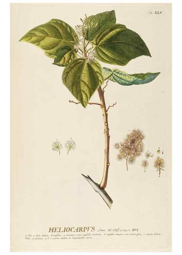 Reproducción/Reproduction 8050620544: Plantae selectae quarum imagines ...