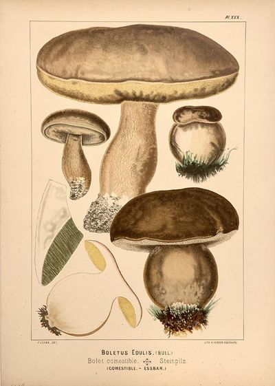 Boletus Edulis by LEUBA, Fritz | Search for rare books | ABAA