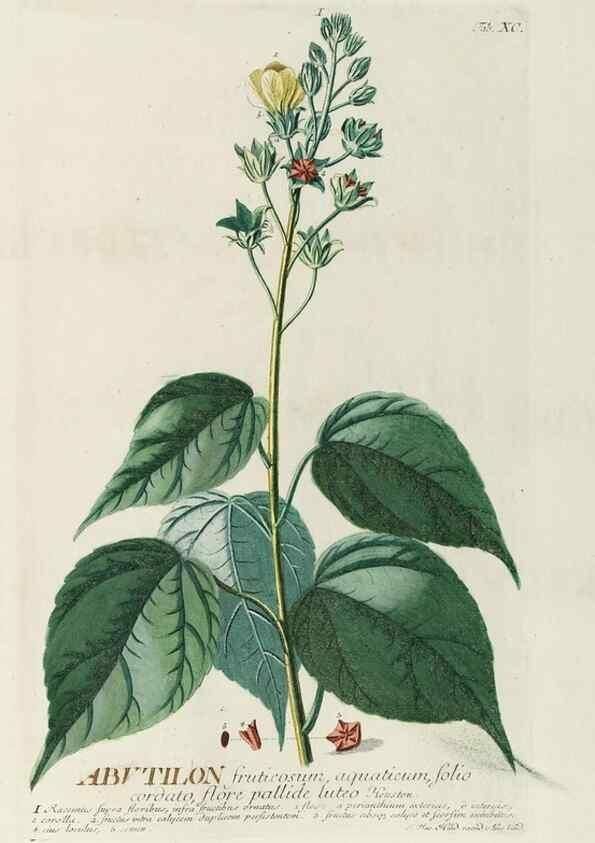 Reproducción/Reproduction 8050655882: Plantae selectae quarum imagines ...