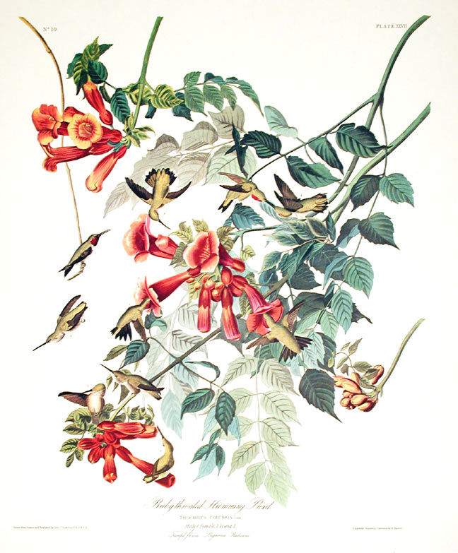 Ruby-throated Humming Bird. From "The Birds of America" (Amsterdam ...