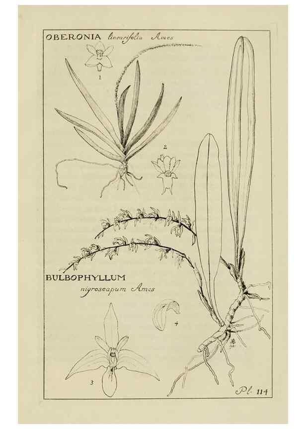 Reproducción/Reproduction 48871814262: Orchidaceae:. Boston,Houghton, Mifflin,1905-22.. by Ames ...