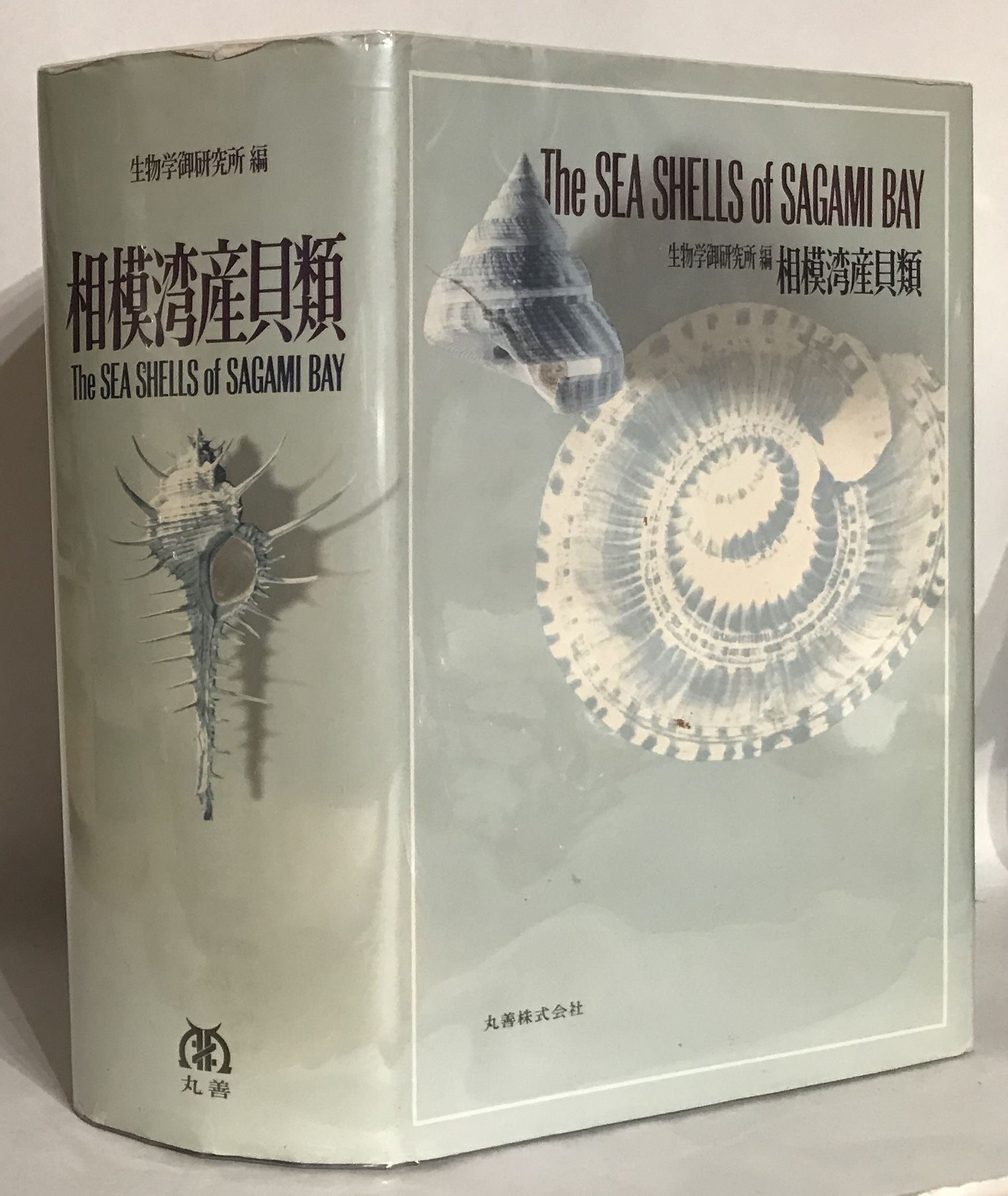 Japan Sea Shells