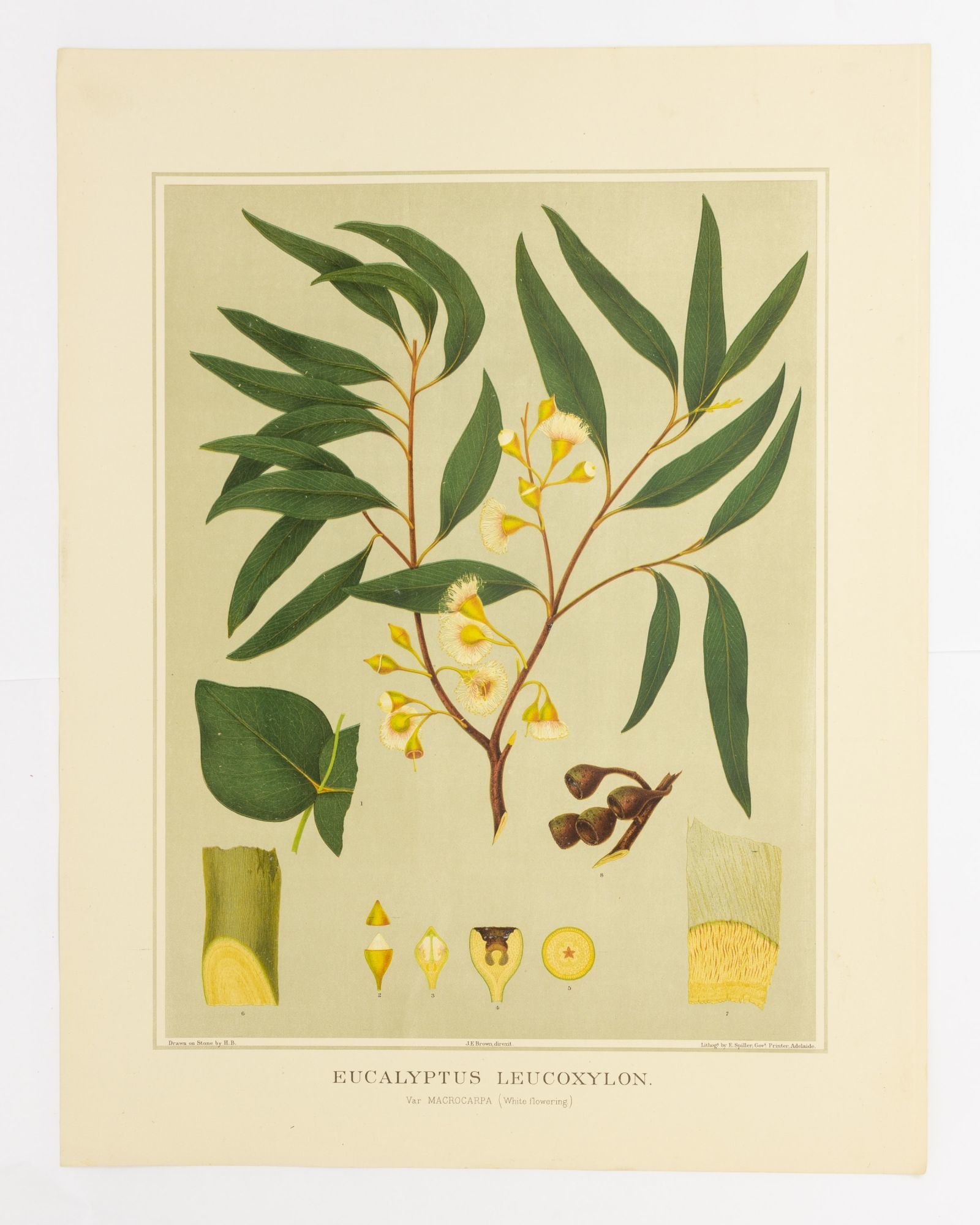 Eucalyptus leucoxylon, var. Macrocarpa (White flowering) [Yellow Gum ...