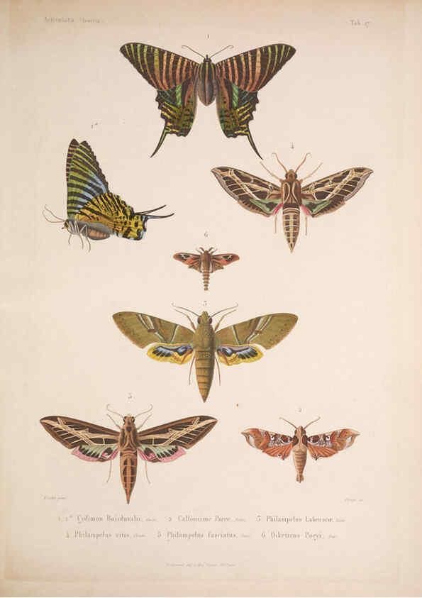 Reproducción/Reproduction 5984243801: Histoire physique, politique et ...