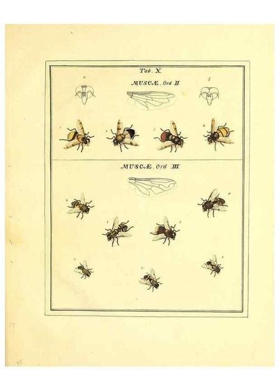 Reproducción/Reproduction 49807418192: An exposition of English insects ...