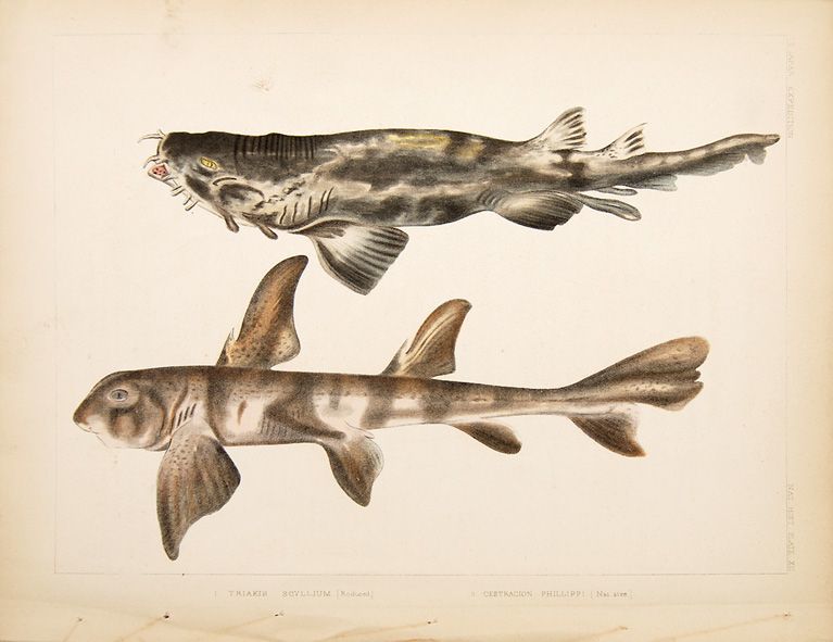 Triakis Scyllium (Banded Houndshark). Cestracion Phillippi (Port ...