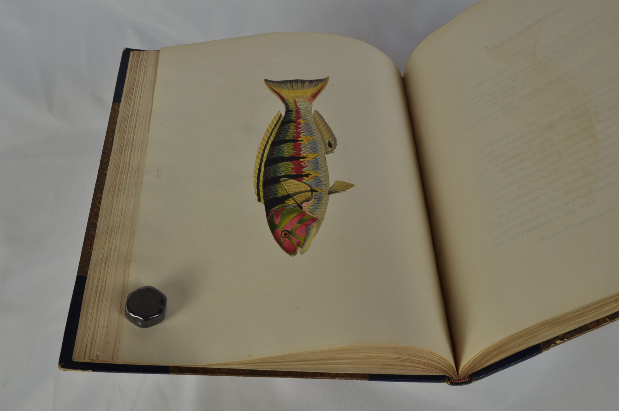 A SELECTION OF RARE AND CURIOUS FISHES FOUND UPON THE COAST OF CEYLON ...