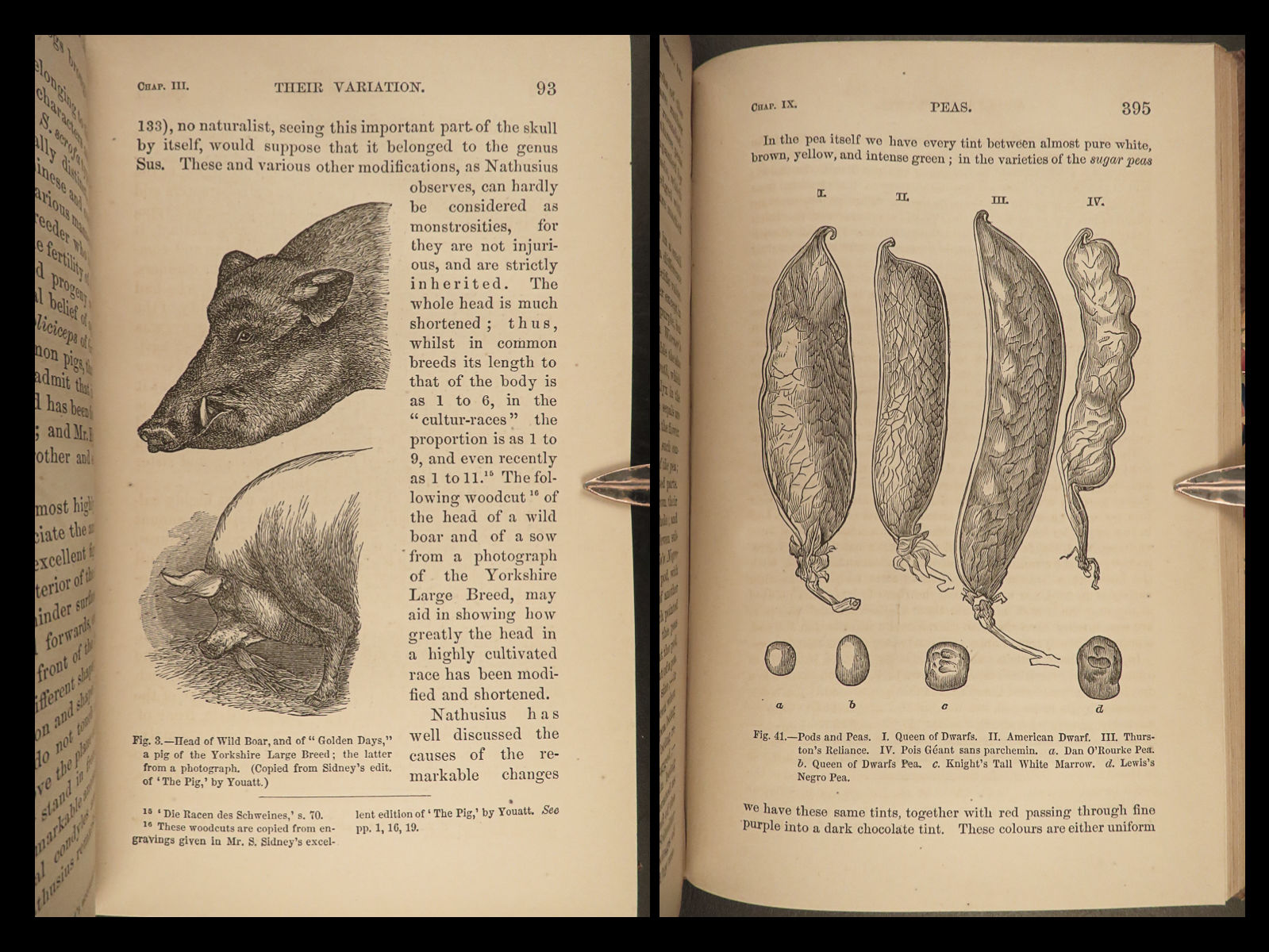The variation of animals and plants under domestication by Charles ...