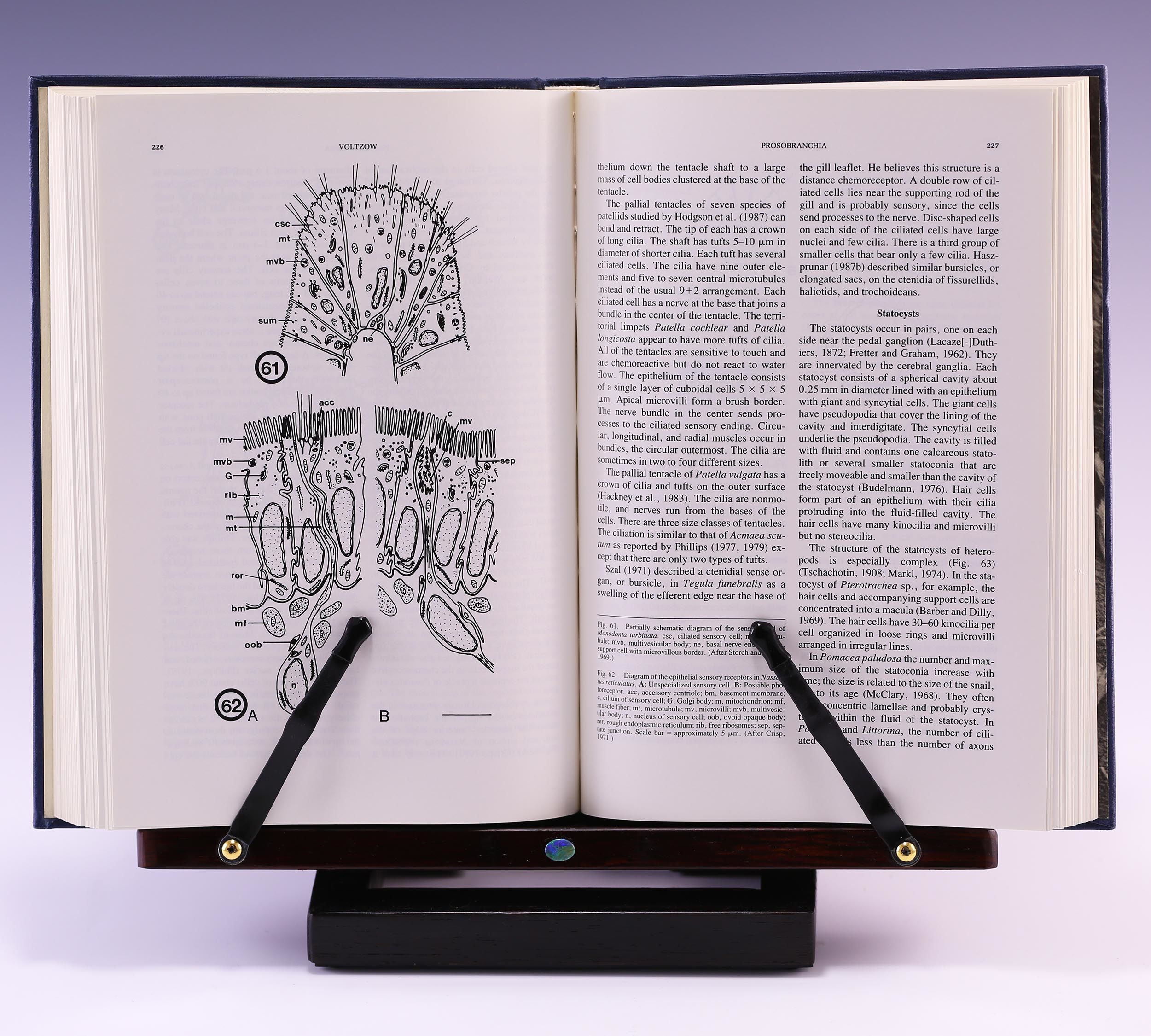 Microscopic Anatomy Of Invertebrates Microscopic Anatomy And