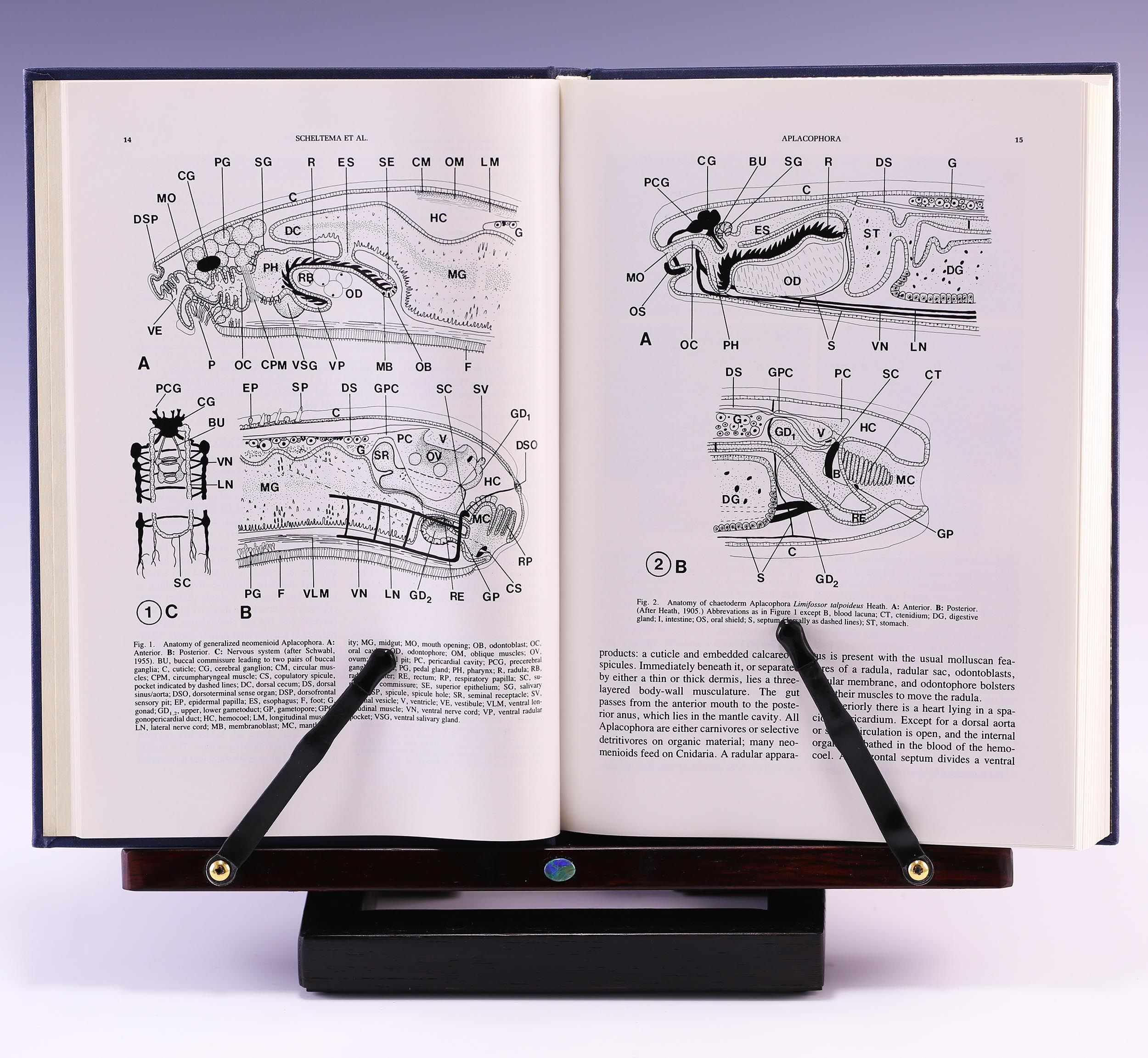 Microscopic Anatomy Of Invertebrates Microscopic Anatomy And