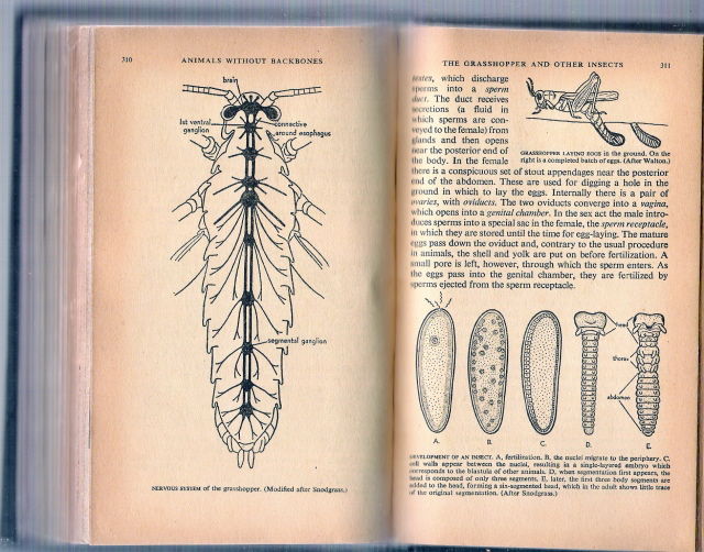 Animals Without Backbones Book