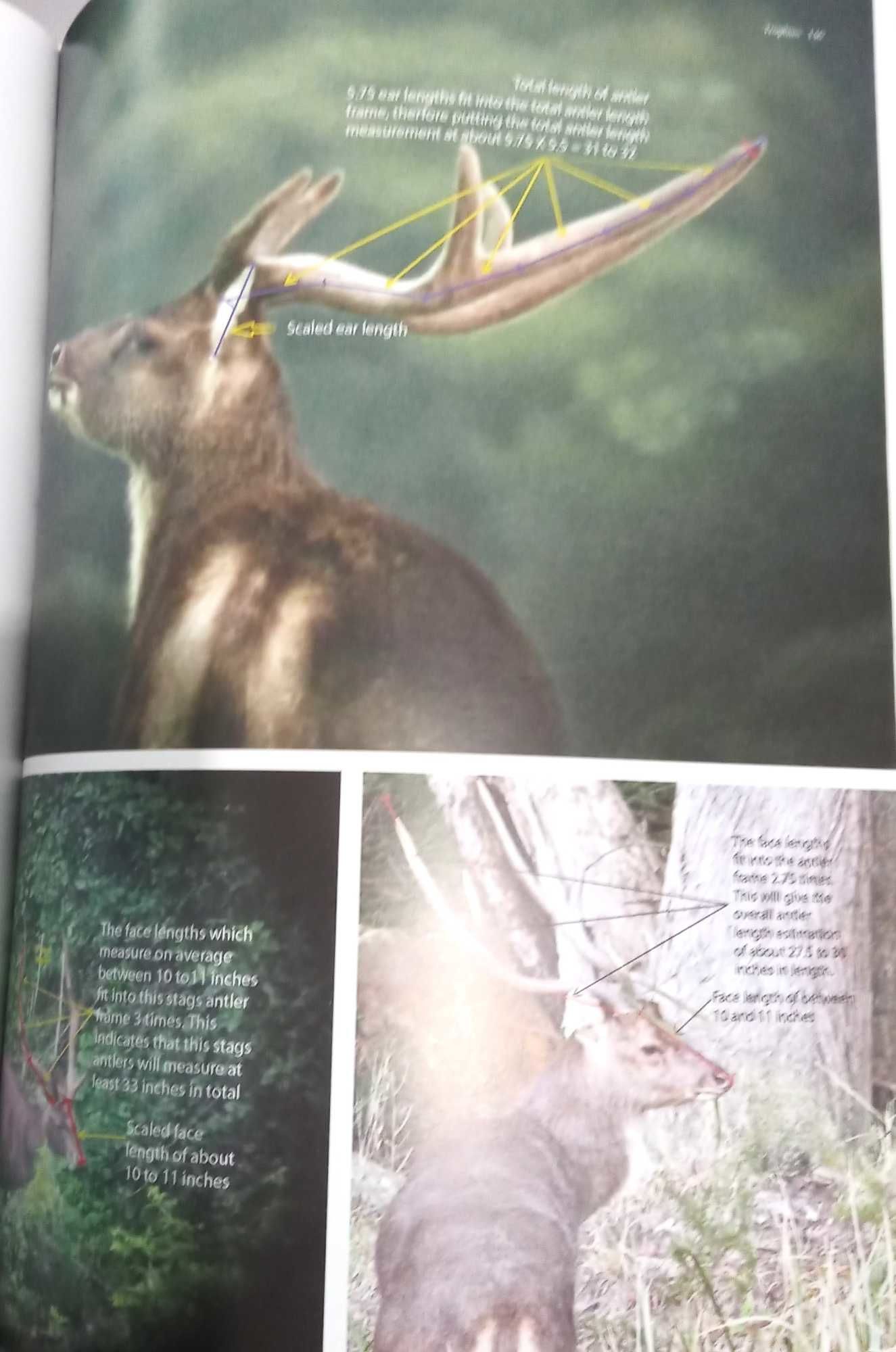 Rusa Rusa Timorensis by Aaron R Grant | Hardcover | 2016 | Chase Game ...