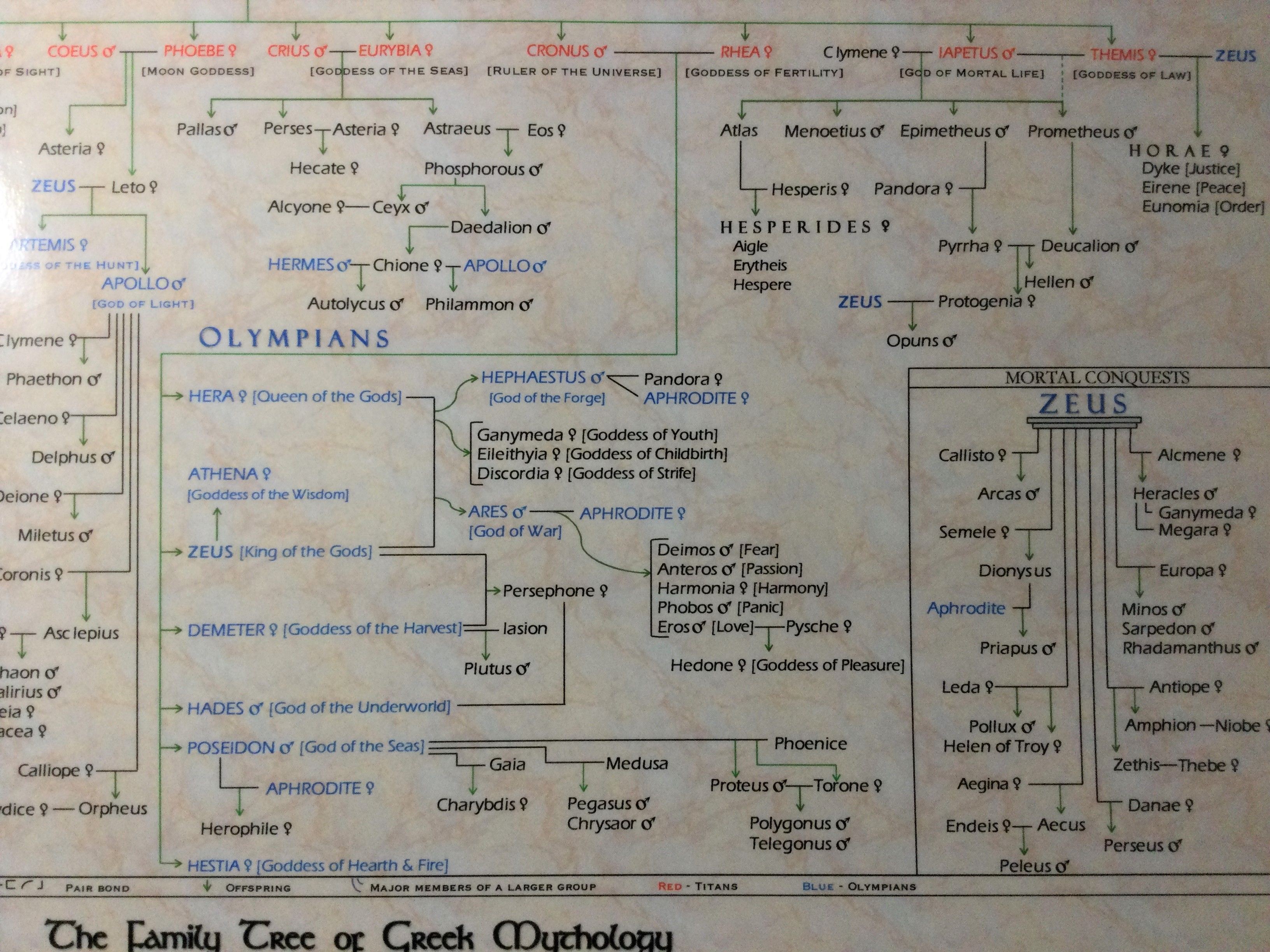 Zeus Family Tree Greek Mythology