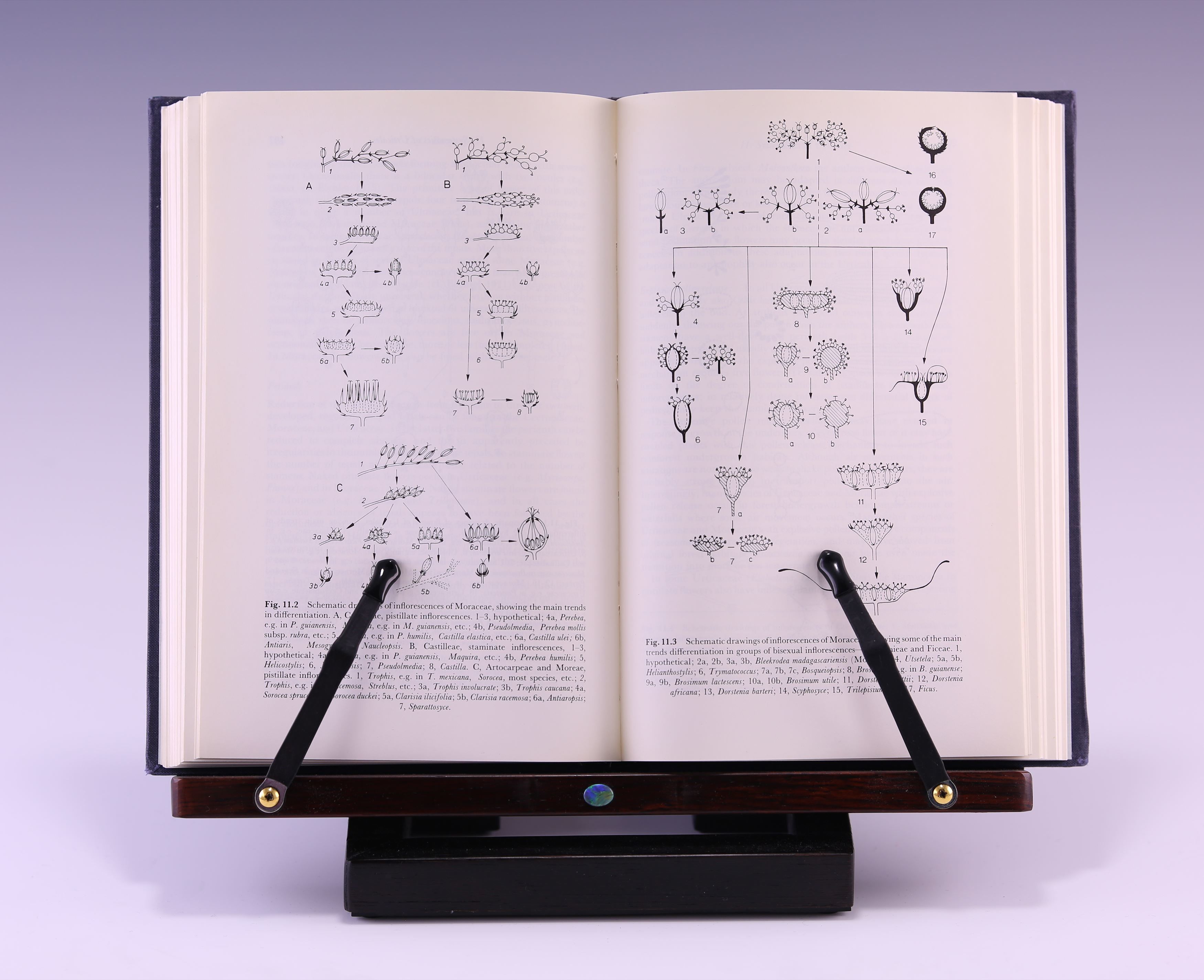BIBLIO | Evolution, Systematics, and Fossil History of the Hamamelidae ...