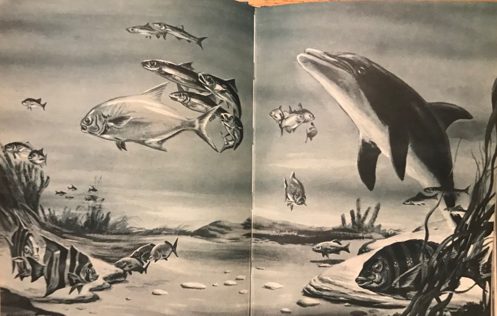 The Sea Hunt by Berres, Frances, and Briscoe, William S., and Coleman ...