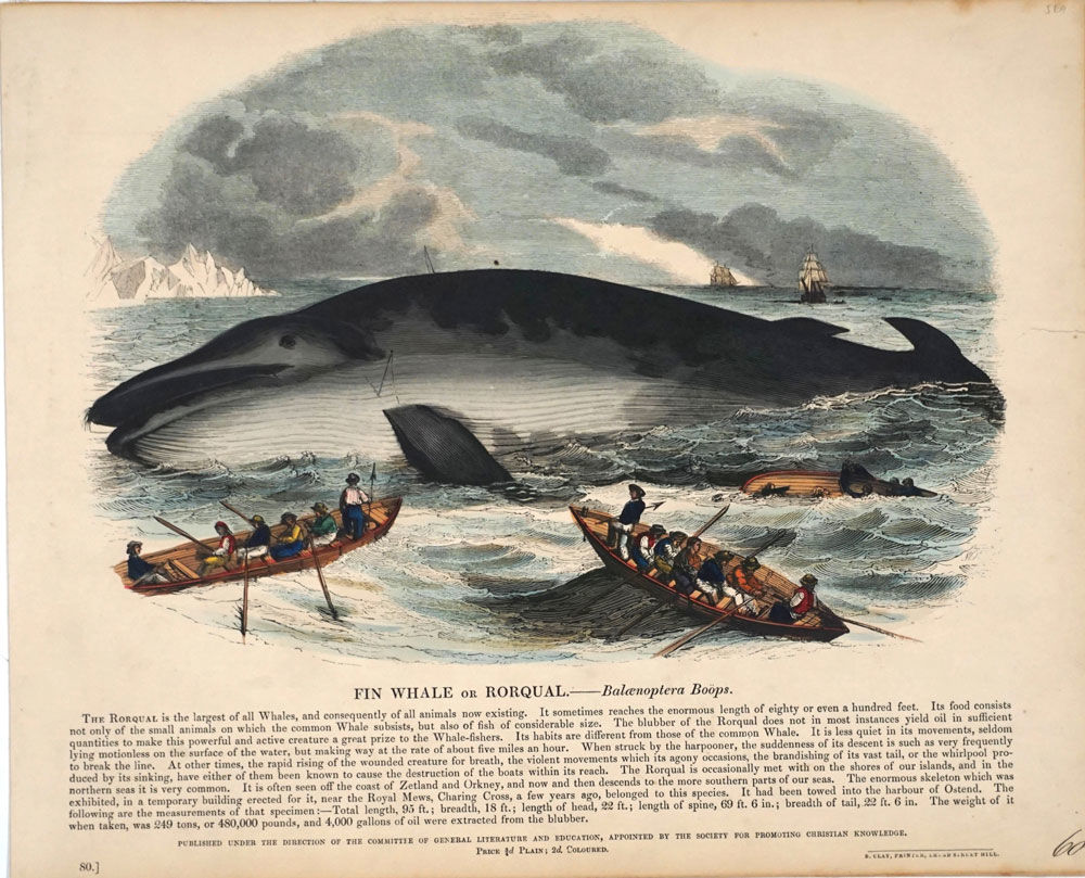 Fine collection of 143 items related to whaling & whales, including ...