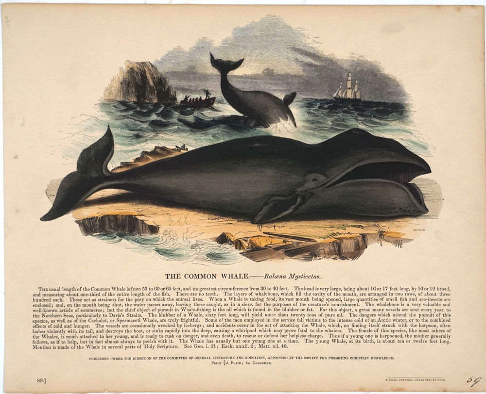 Fine collection of 143 items related to whaling & whales, including ...