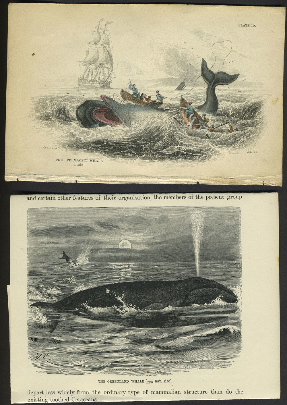 Fine collection of 143 items related to whaling & whales, including ...