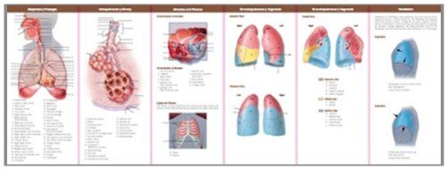 The Respiratory System And by Anatomical Chart Company (1 items) - Biblio