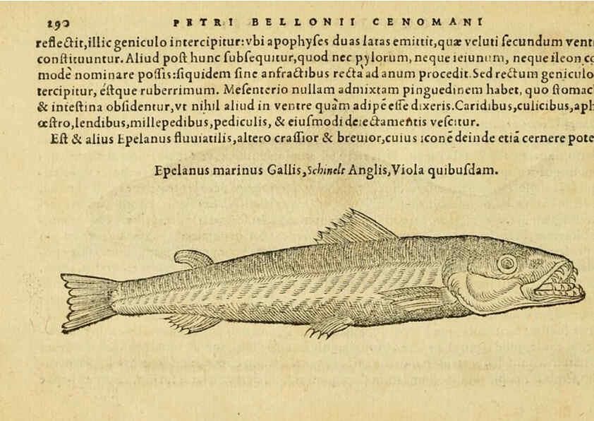Reproducción/Reproduction 6418717969: Petri Bellonii Cenomani De ...