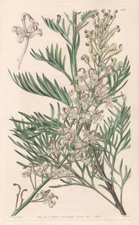 Lomatia Tinctoria - Dyeing Lomatia by Swan after Walter Hood Fitch ...